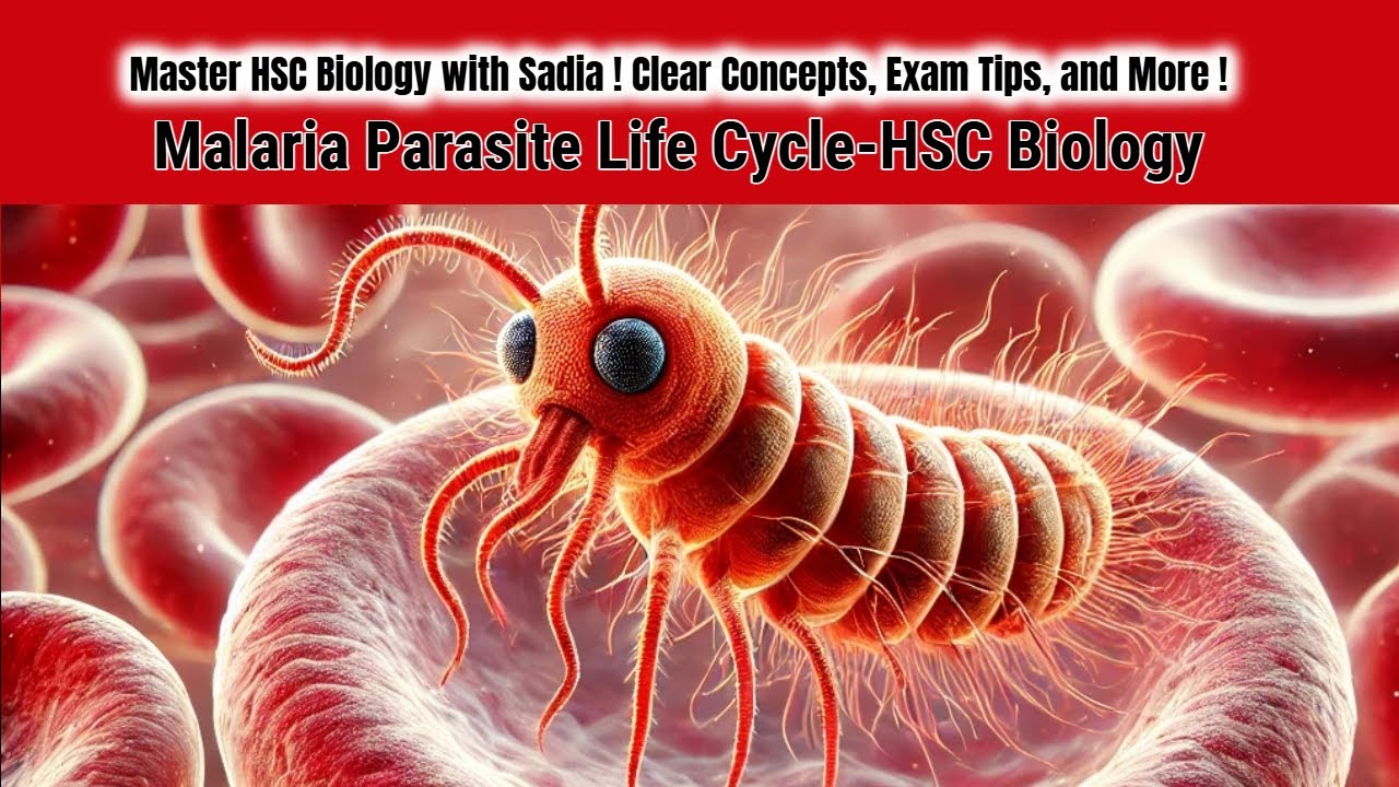 Sadia`s Biology Tutorial | Malaria Parasite Life Cycle Explained | HSC Biology Made Easy - YouTube