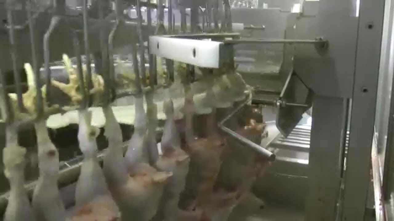 Meyn® Syncom rehanger HS slaughtering-evisceration - YouTube