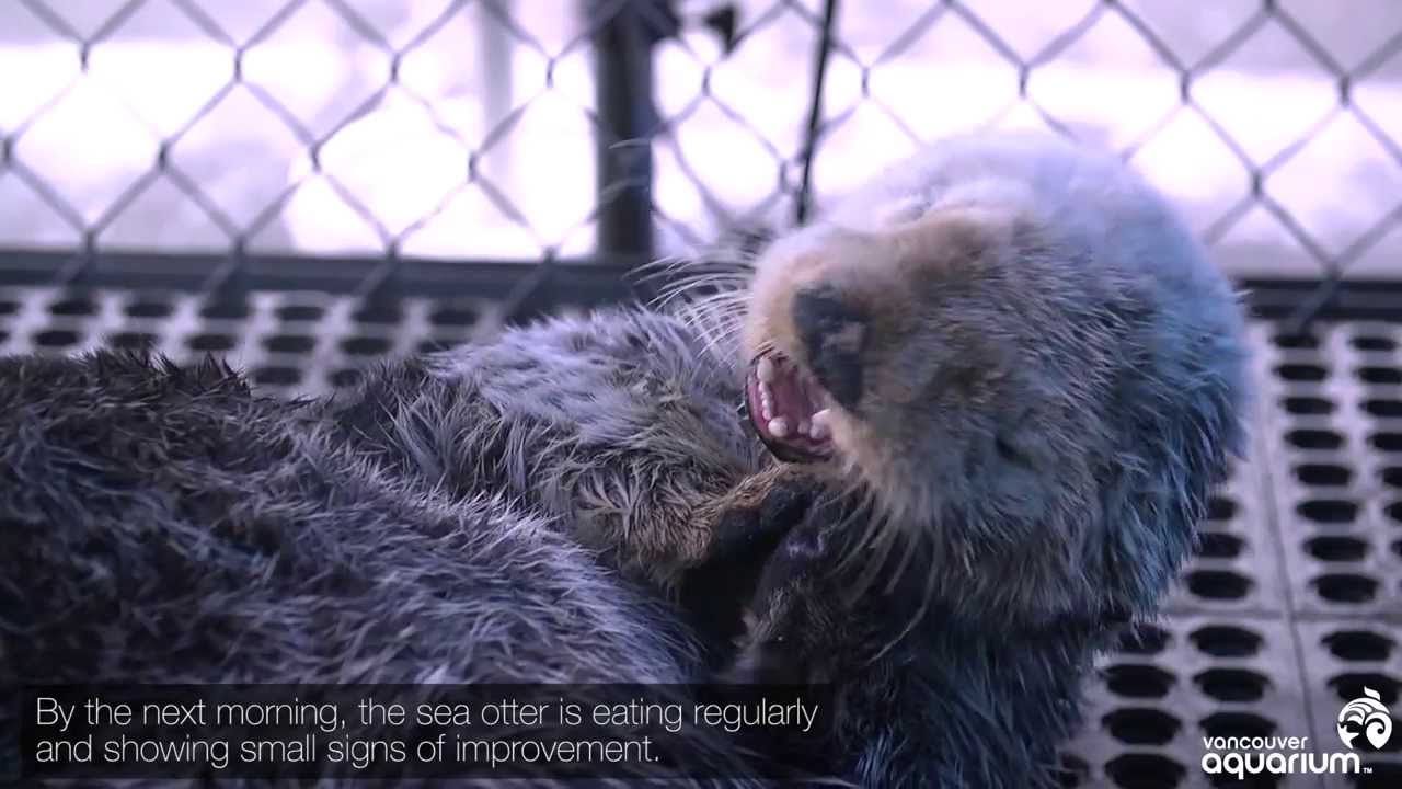 Sea Otter Found Near Death On Beach Rescued - YouTube
