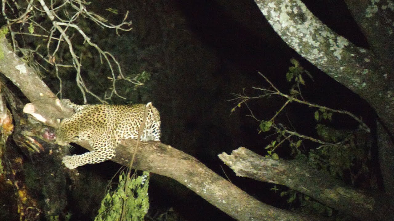 This Is Africa S6 E10: Blind Wasp - YouTube