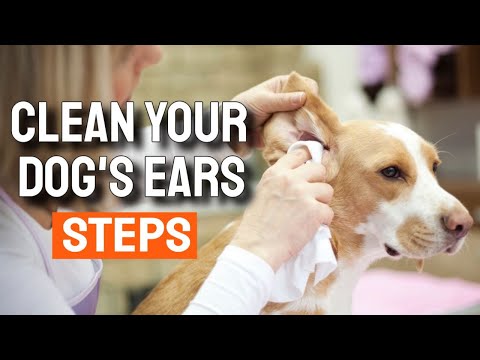 The best way to CLEAN your dog's ears (Safe Steps) [Expert Opinion]