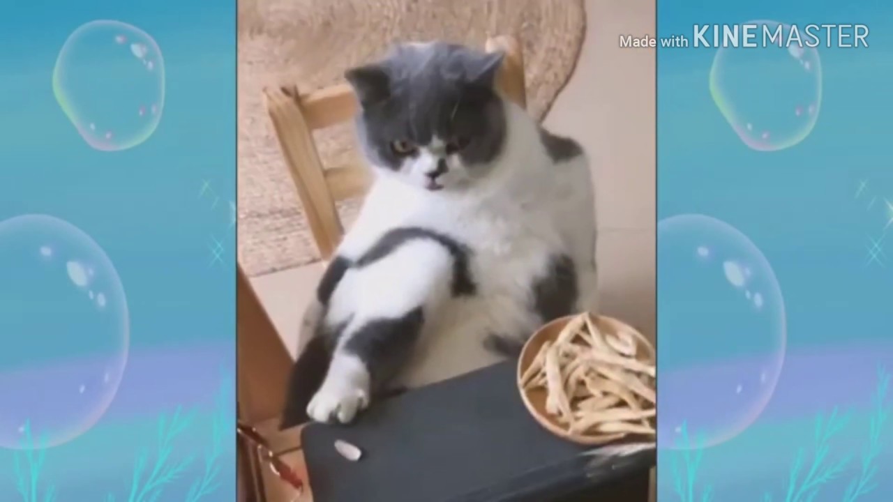 LUCU..lawak aksi kucing terbaru //kompilasi 1 - YouTube