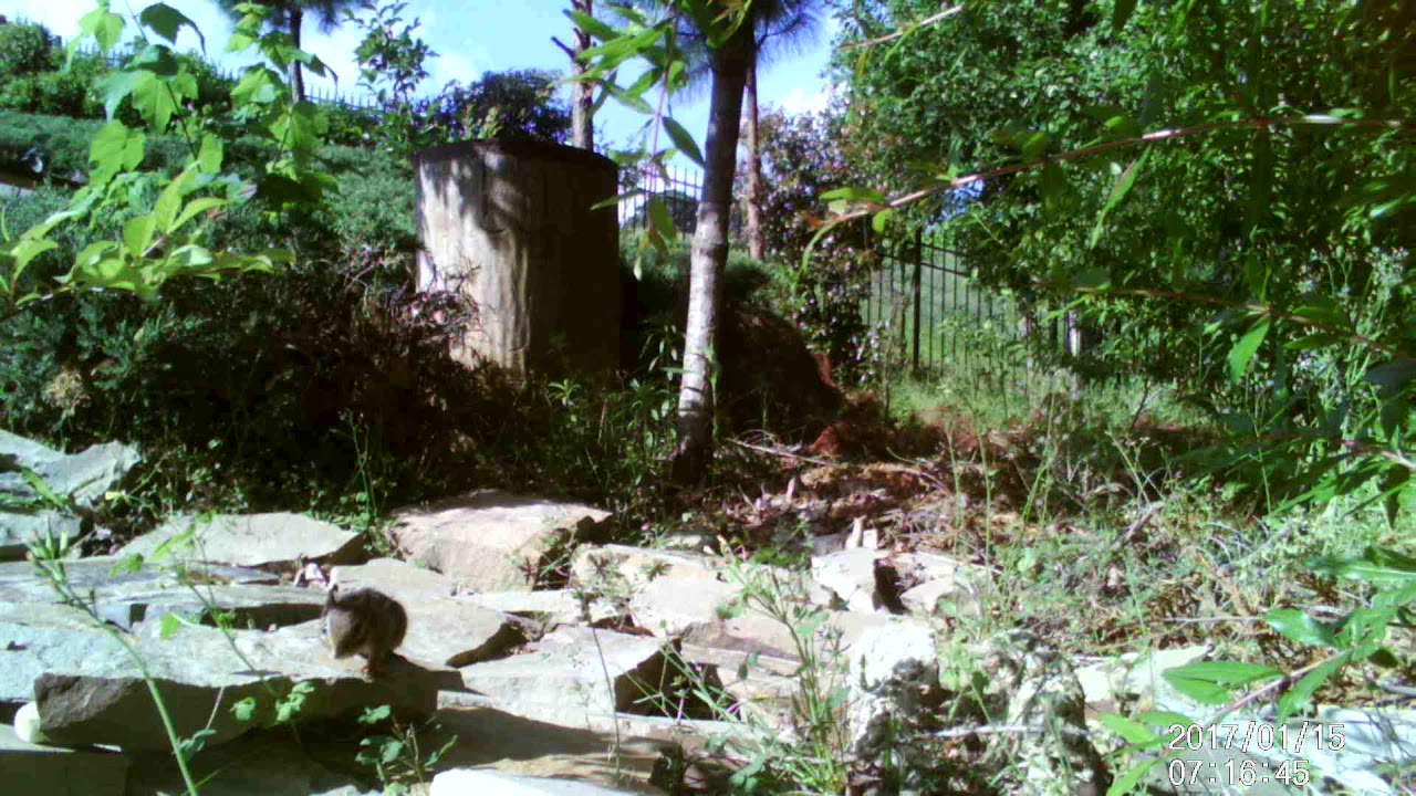 CRAZY CHIPMUNK ATTACKS CAMERA. (ITS FUNNY) - YouTube