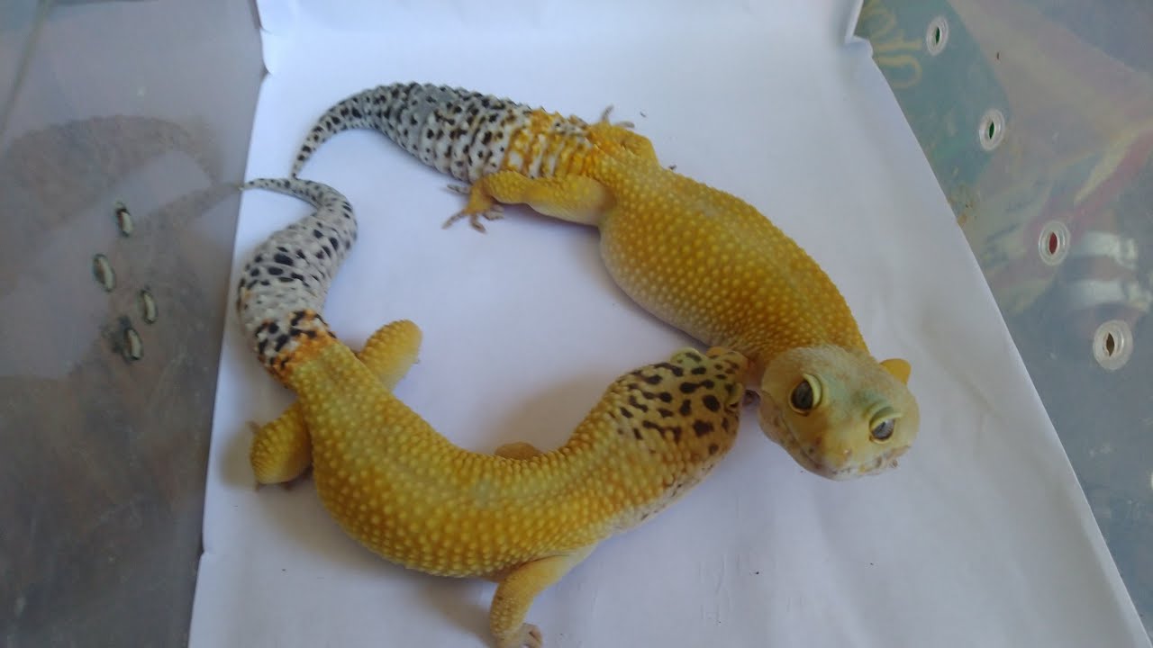 Pikachu have girlfriend first breeding (leopard gecko) - YouTube