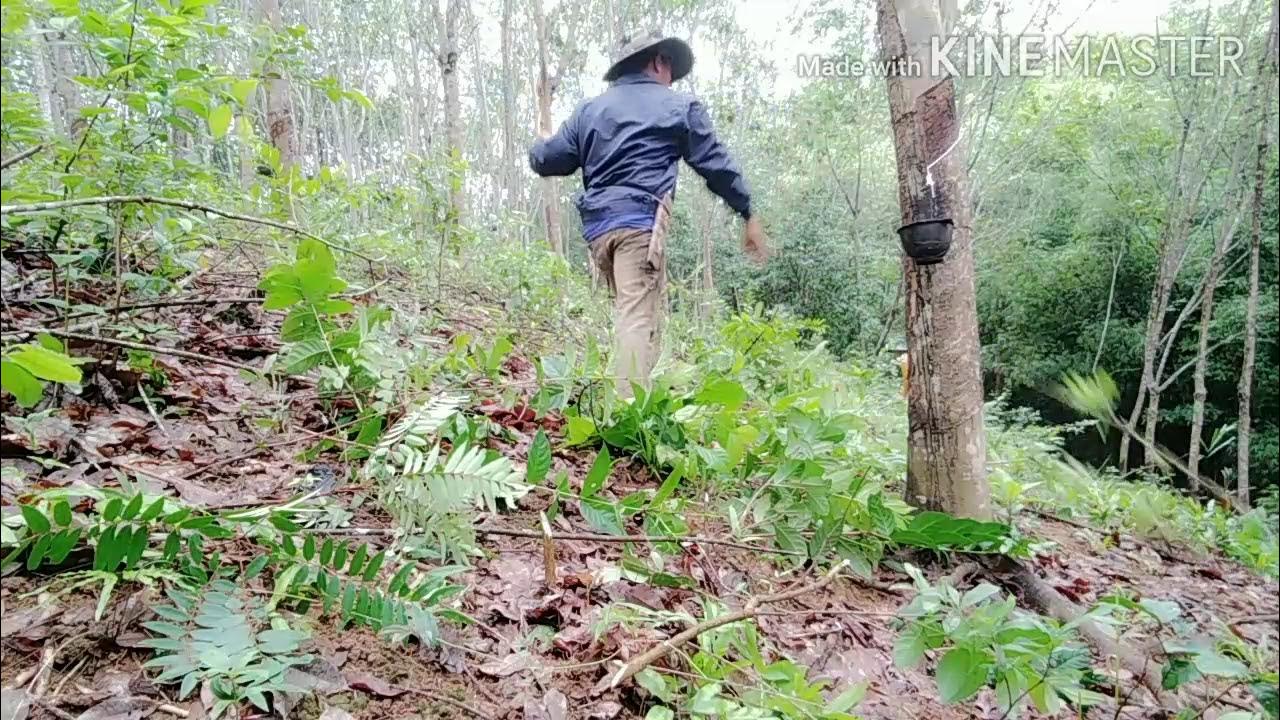 Kuv tu niam tsev wb mus luaj teb ntoo yas 11.7.2020 - YouTube