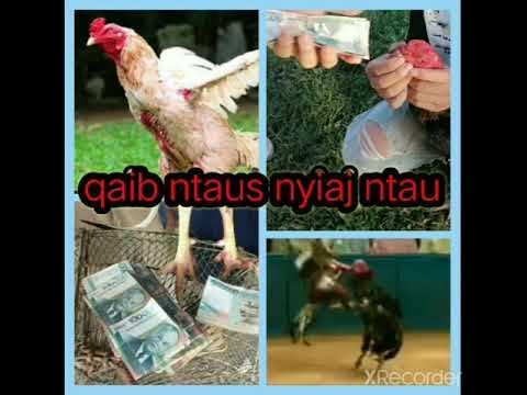 qhia txog tus qaib ntaus nyiaj ntau 28.6.2022 - YouTube