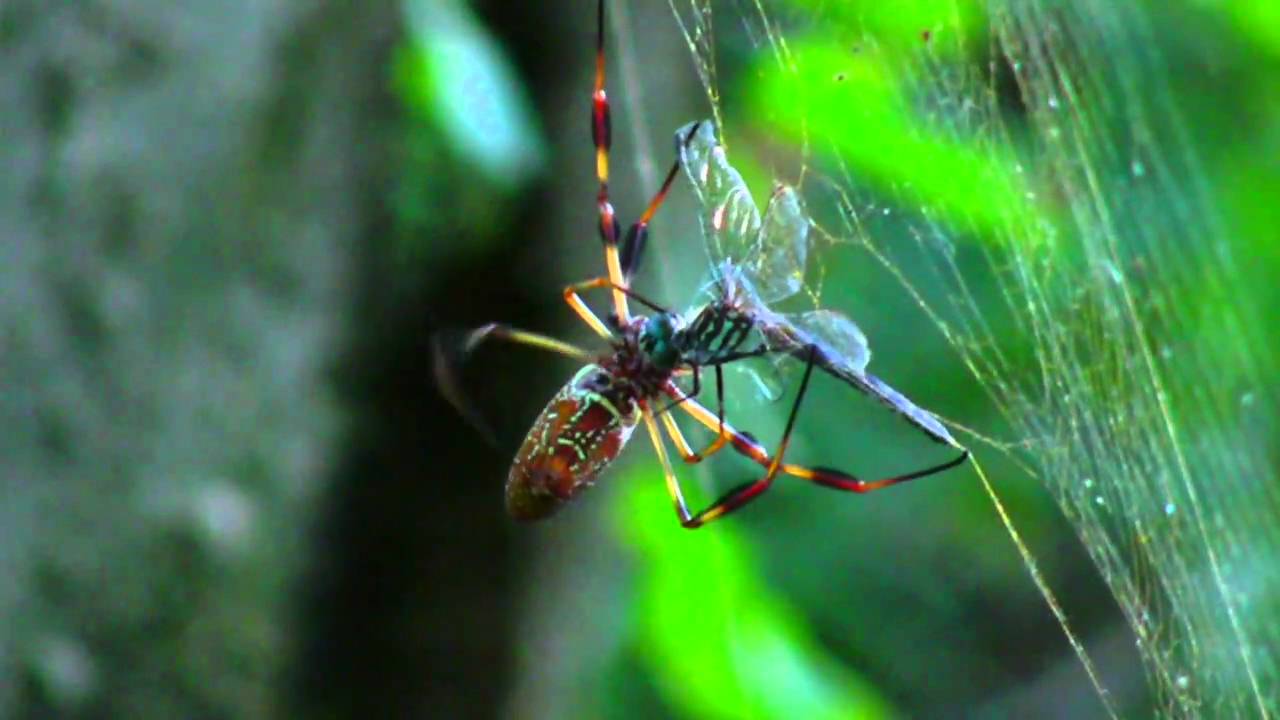 Swamp Spiders - YouTube