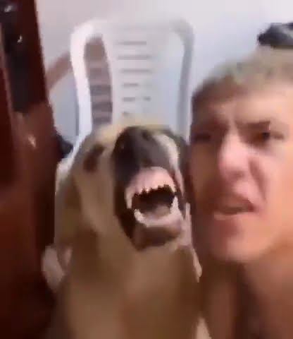 Beatbox dog - YouTube