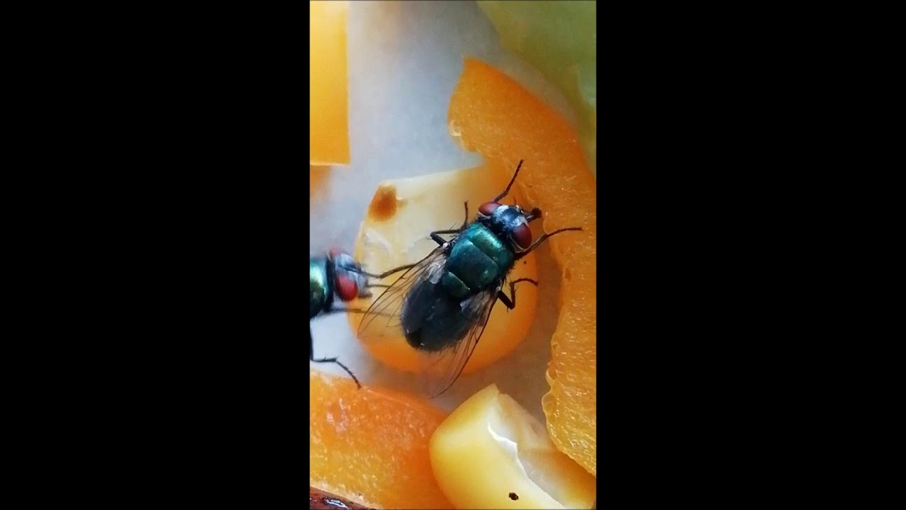 fly poop - YouTube