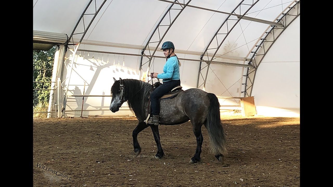 Bonny the Highland Pony: getting started with her ridden education ...