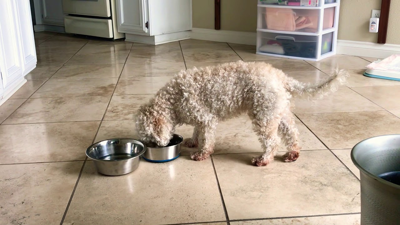 POODLE eats satisfying CRUNCHing sound, laps water, PEE-PEE like a ...