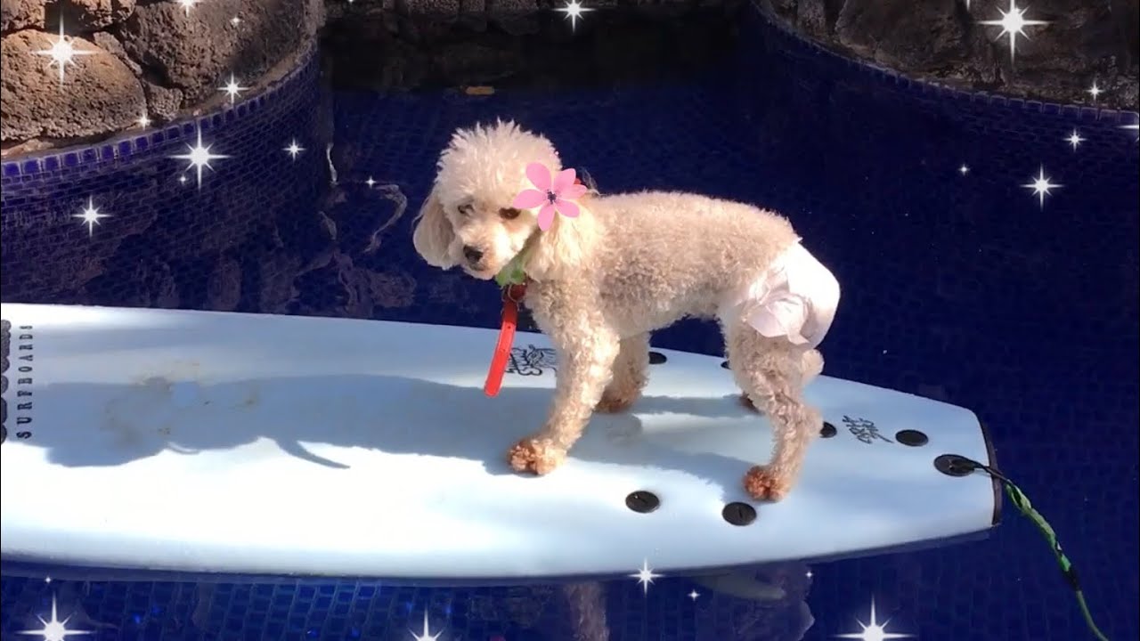 Cute Poodles Skateboarding, Surfing in a pool while wearing a diaper ...