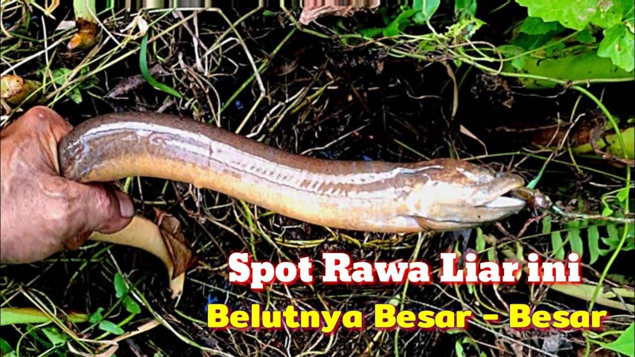 MANCING BELUT DISPOT RAWA LIAR SEPERTI INI PASTI BELUTNYA BESAR BESAR ...