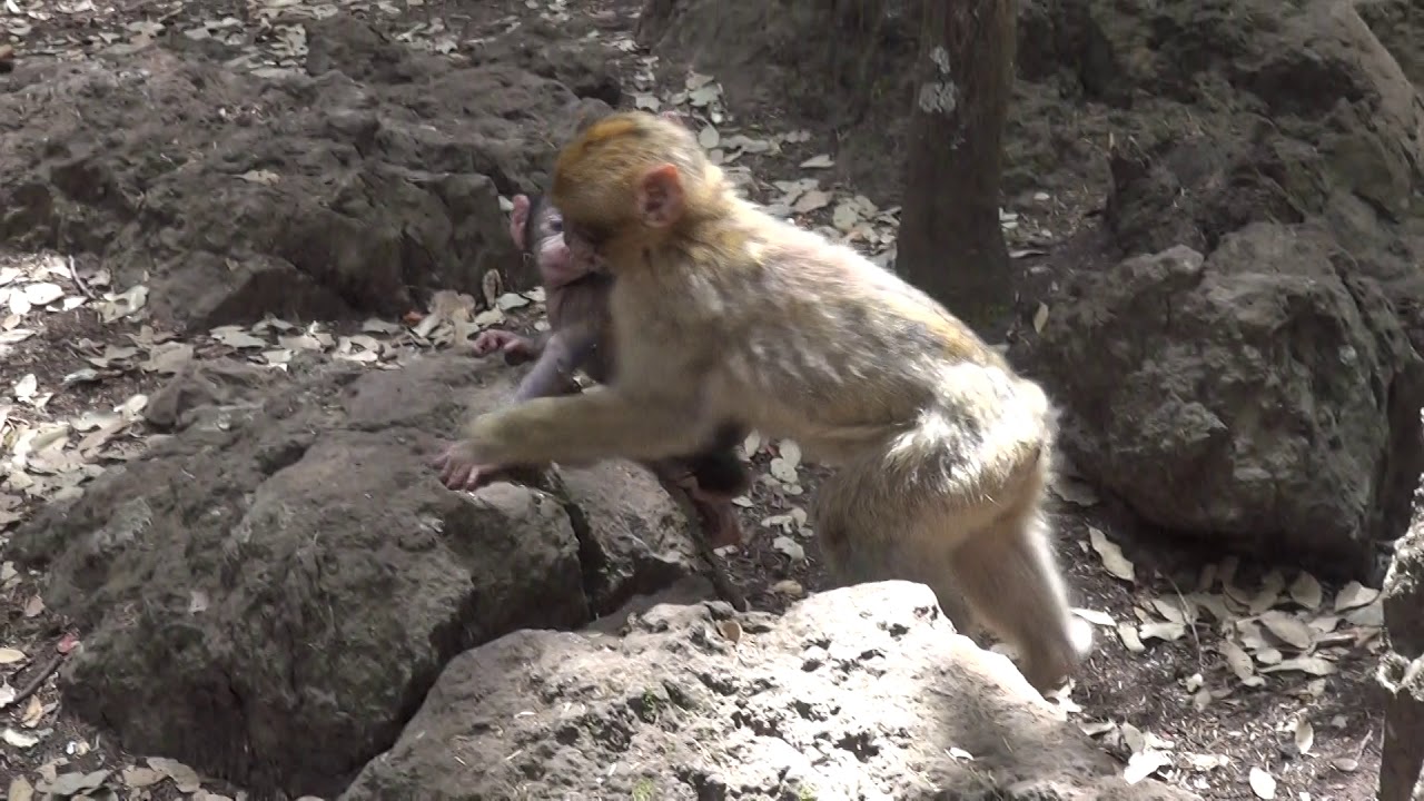 Baby Macaques Playing - YouTube