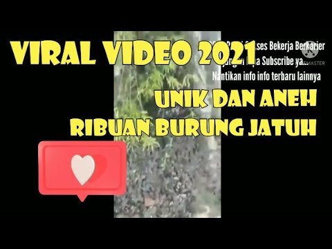 Viral Video 2021 Unik dan Aneh |Ribuan Burung Jatuh | Bali 2021 Vlog