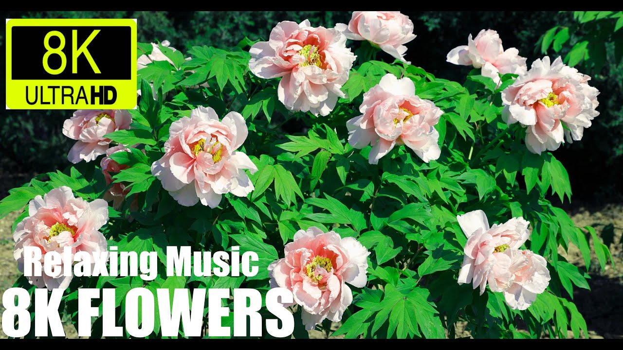 8K ULTRA HD / 8K TV – The Most Beautiful Flowers Collection | Flower ...