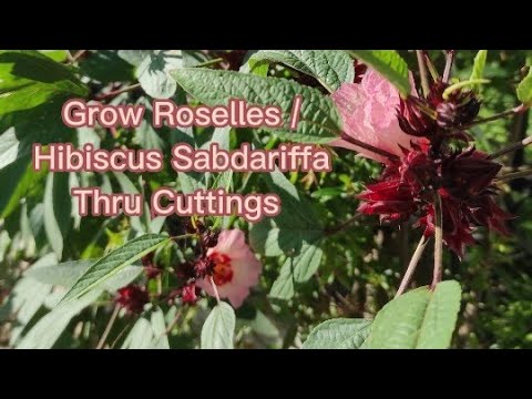 Growing Roselle Thru Cuttings + Its Culinary Uses & Some Fun Facts ...