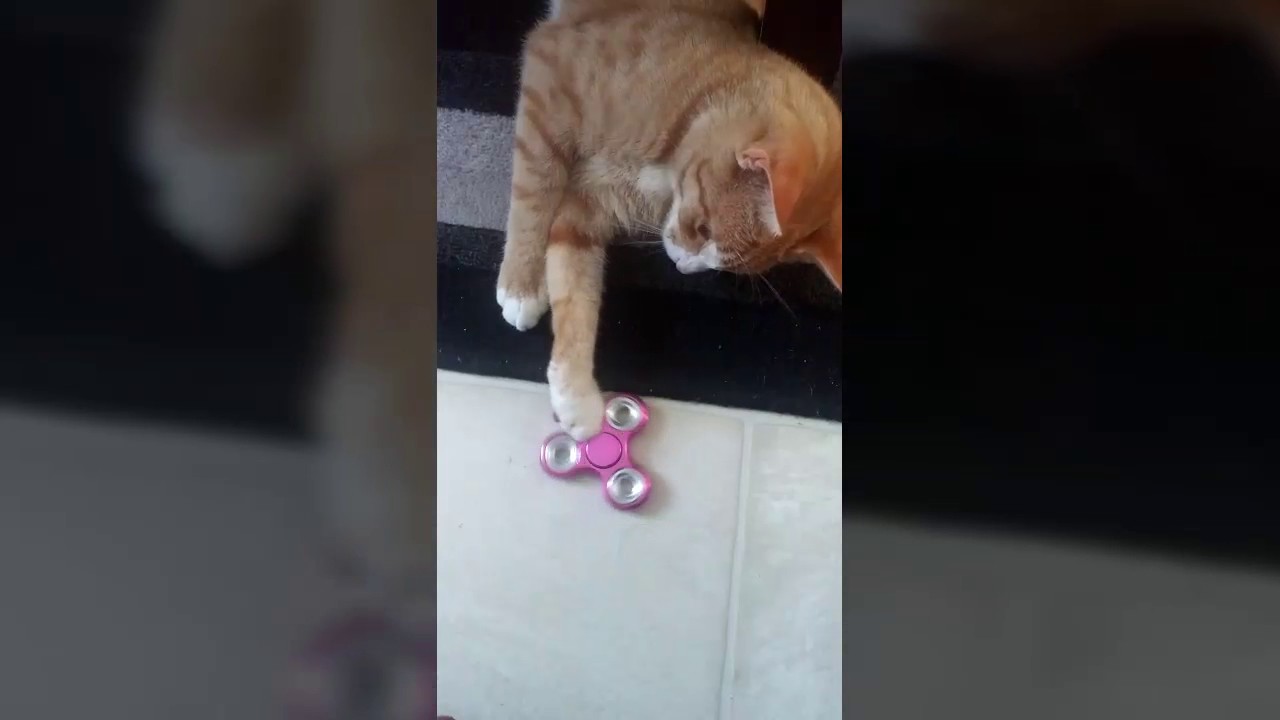 Fidget Spinning Cat – Cuties Overload