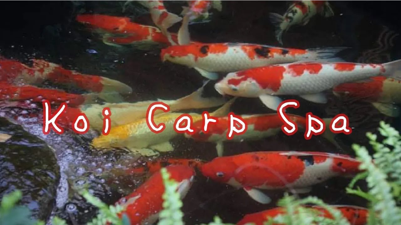Koi Carp Spa - YouTube