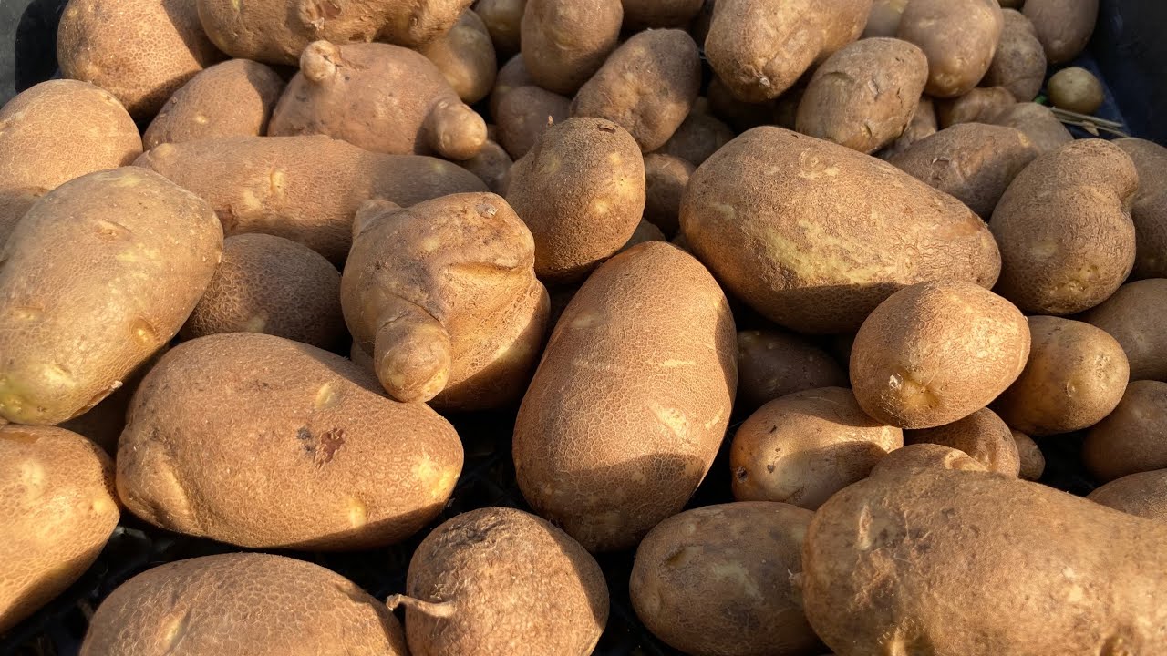 Harvesting Potatoes in Arizona 2nd time growing potatoes - YouTube
