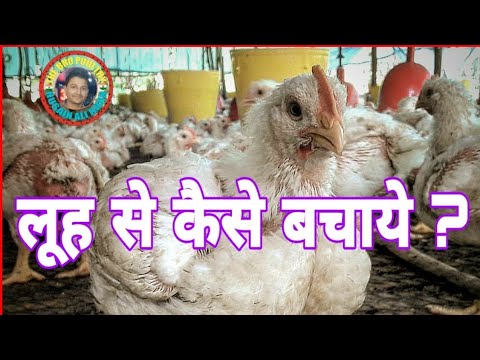 लूह लागने से कैसे बचाये | Heat stock in broiler | Heat Management in ...