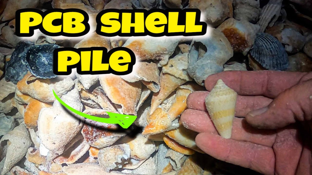 Shell Shocked: A Story of the Panama City Beach SHELL PILE - YouTube