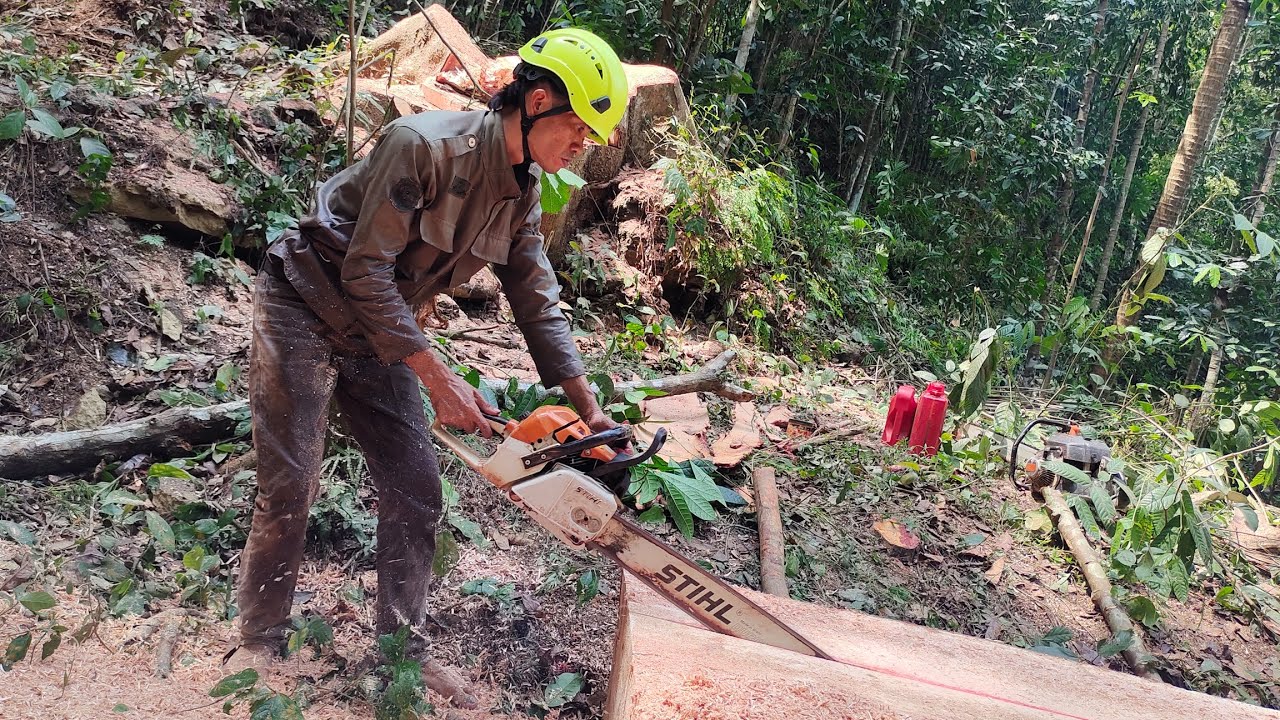 THE SACRED TREE IS READY TO BE SPLIT, BE EXTRA CAREFUL-pohon karamt di ...