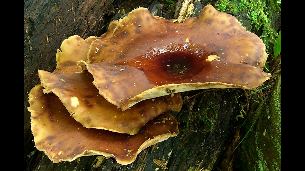 Polyporus Badius