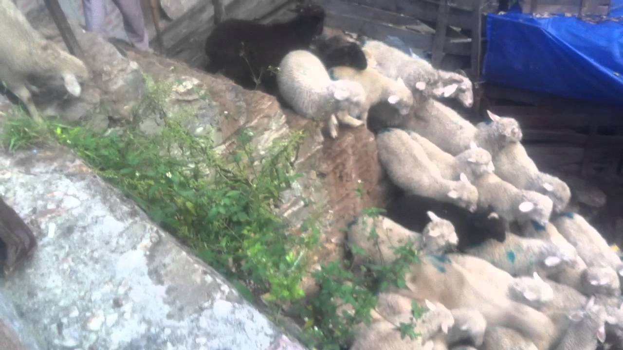 Sheep abuse in India - YouTube