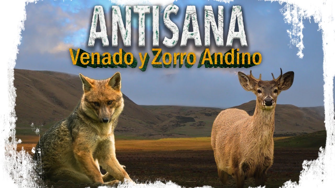 Venado de Cola Blanca y Zorro Andino🦌 |TODO EXPLICADO | Discovering ...