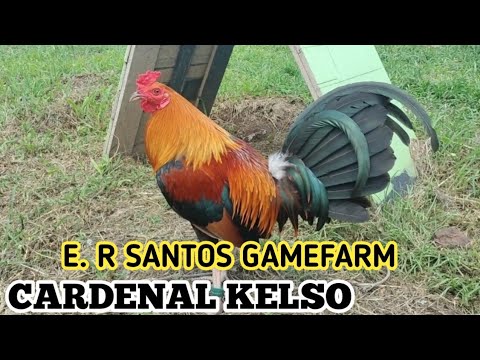 FARM VISIT: E. R SANTOS GAMEFARM CAMACHILI DRT BULACAN - YouTube