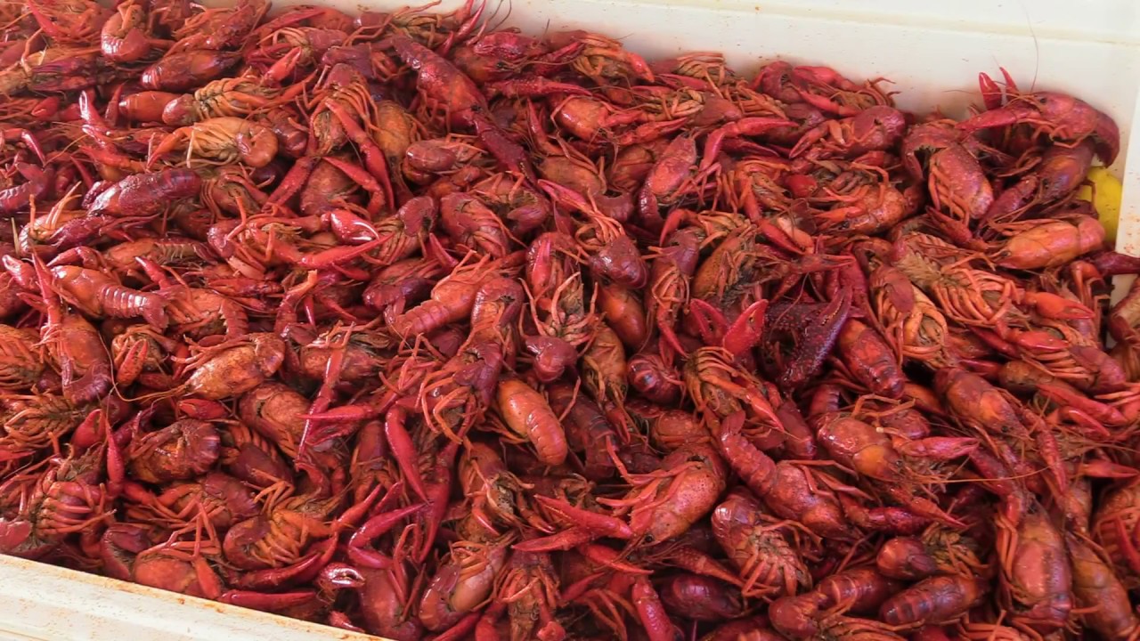 Crawfish and Lawn Games 2017 - YouTube