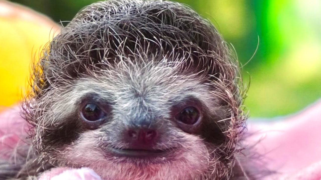 Disabled sloth lived his best life in final days - YouTube