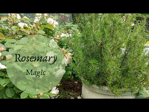 The Magic of Rosemary - YouTube