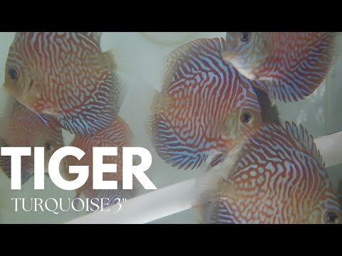 Tiger Turquoise 3" Up Discus Fish - Line WT - YouTube