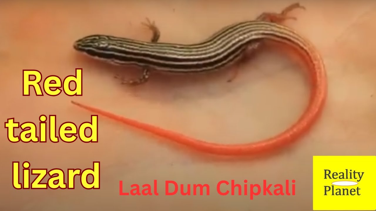Title: Amazing Red-Tailed Lizard Facts! 🦎 | Nature’s Hidden Gem. # ...