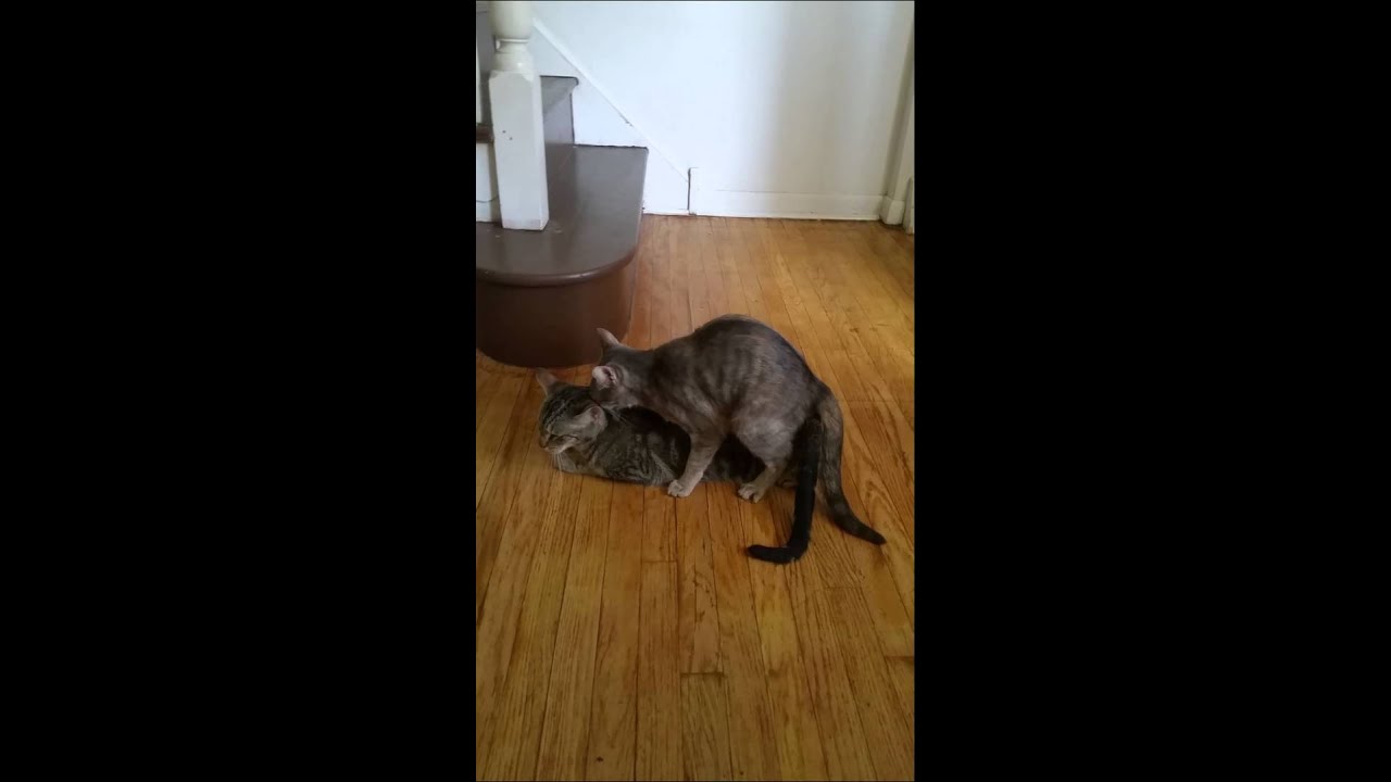 MY TWO LESBIAN CATS HUMPING - YouTube