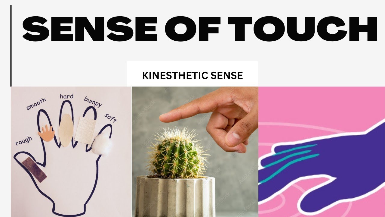 Sense of Touch, Structure and Functions of Skin - YouTube