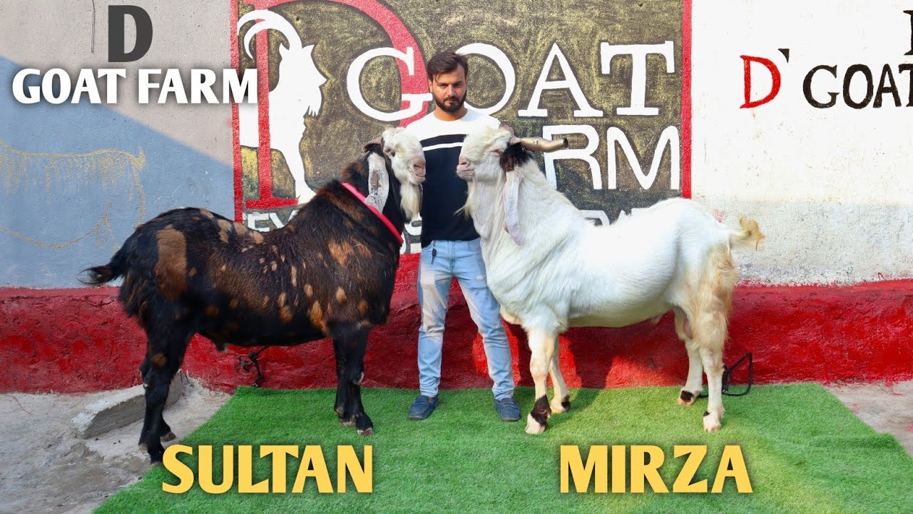 Sultan Mirza Biggest Self Feeding Goat At D Goat Farm - YouTube
