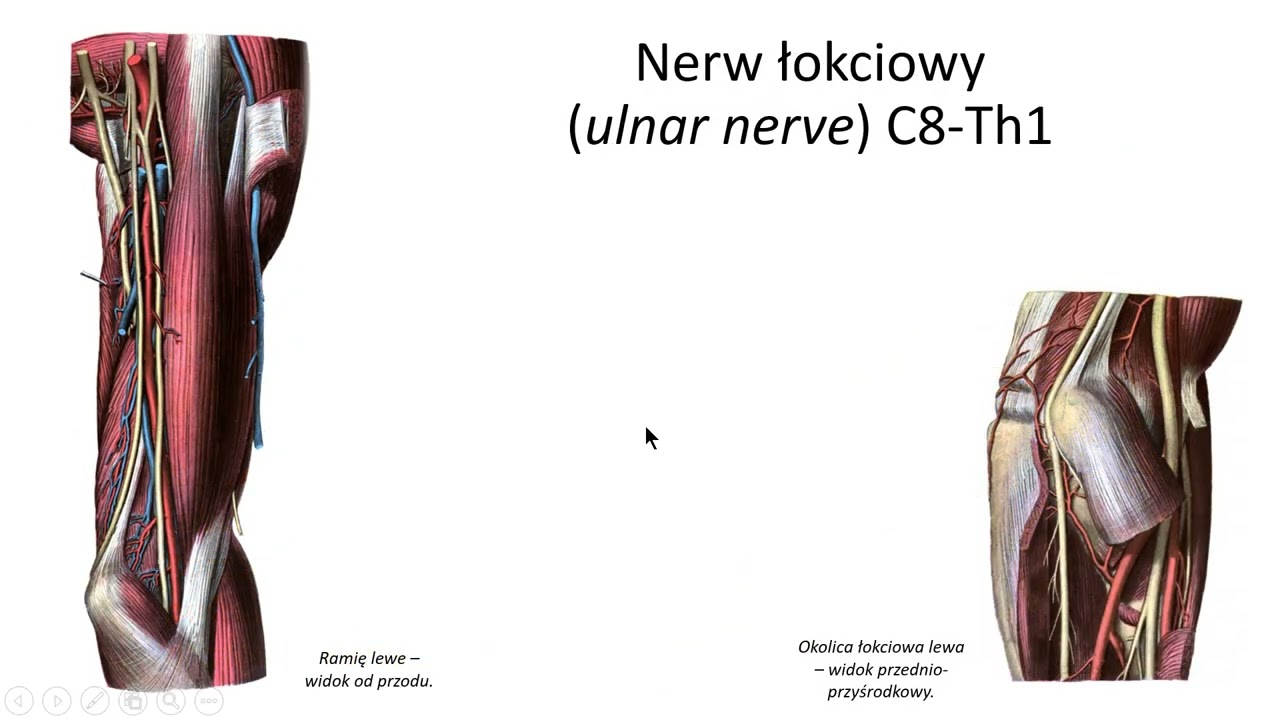 Splot ramienny - pęczek przyśrodkowy (wstęp) - YouTube