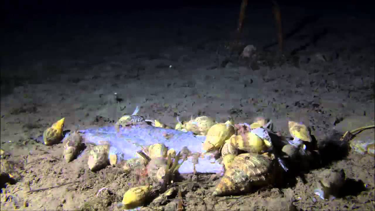 2 jours pour décomposer une morue dans la nuit Arctique - YouTube