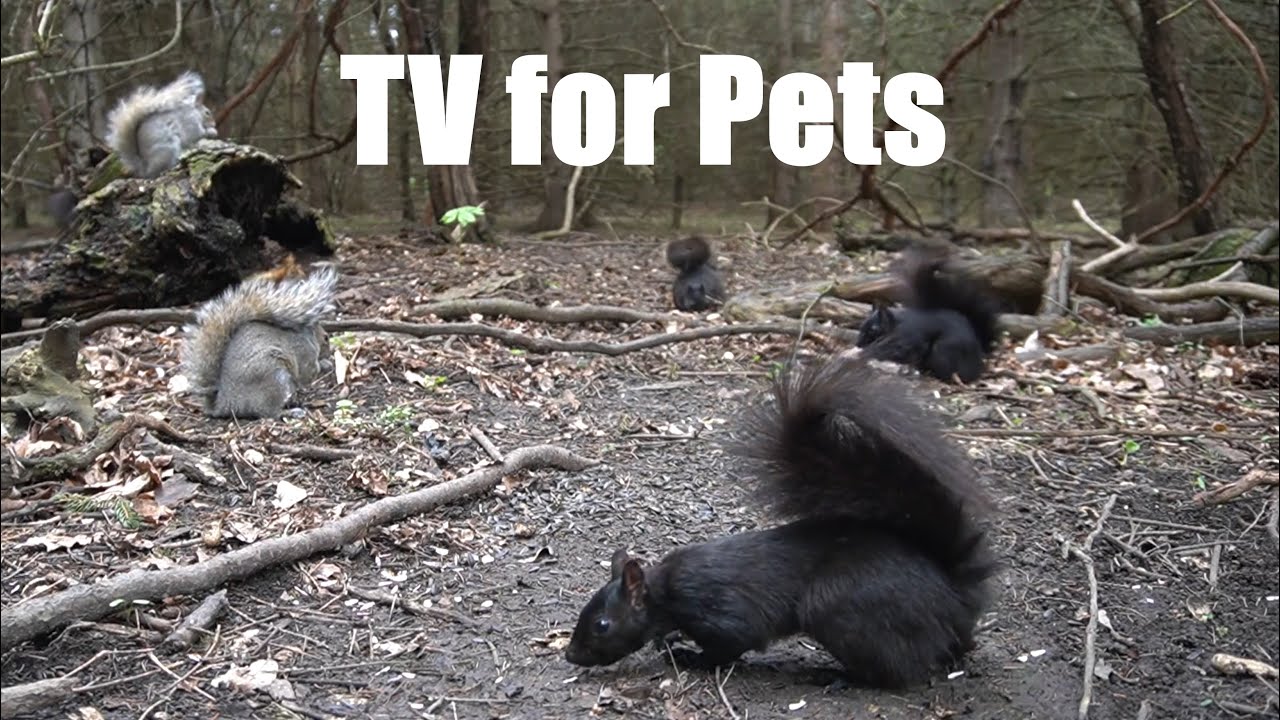 A Scurry of Squirrels and Forest Friends - 10 Hour Cat TV for Pets to ...