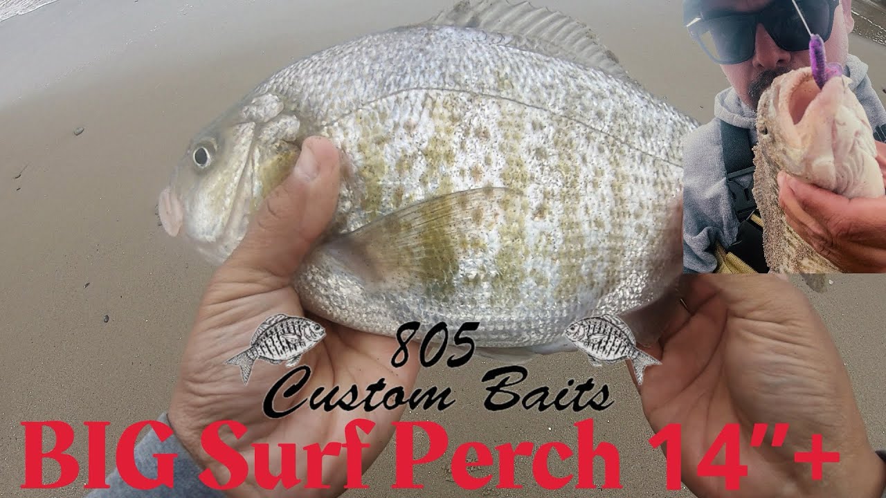 BIG Surf Perch in Ventura County | 805 Custom Baits | - YouTube