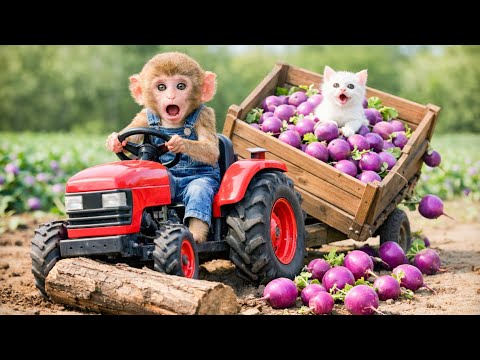 Monkey Farmer on a Tractor Saves a Kitten While Harvesting Purple Radish! - Monkey Farm Work