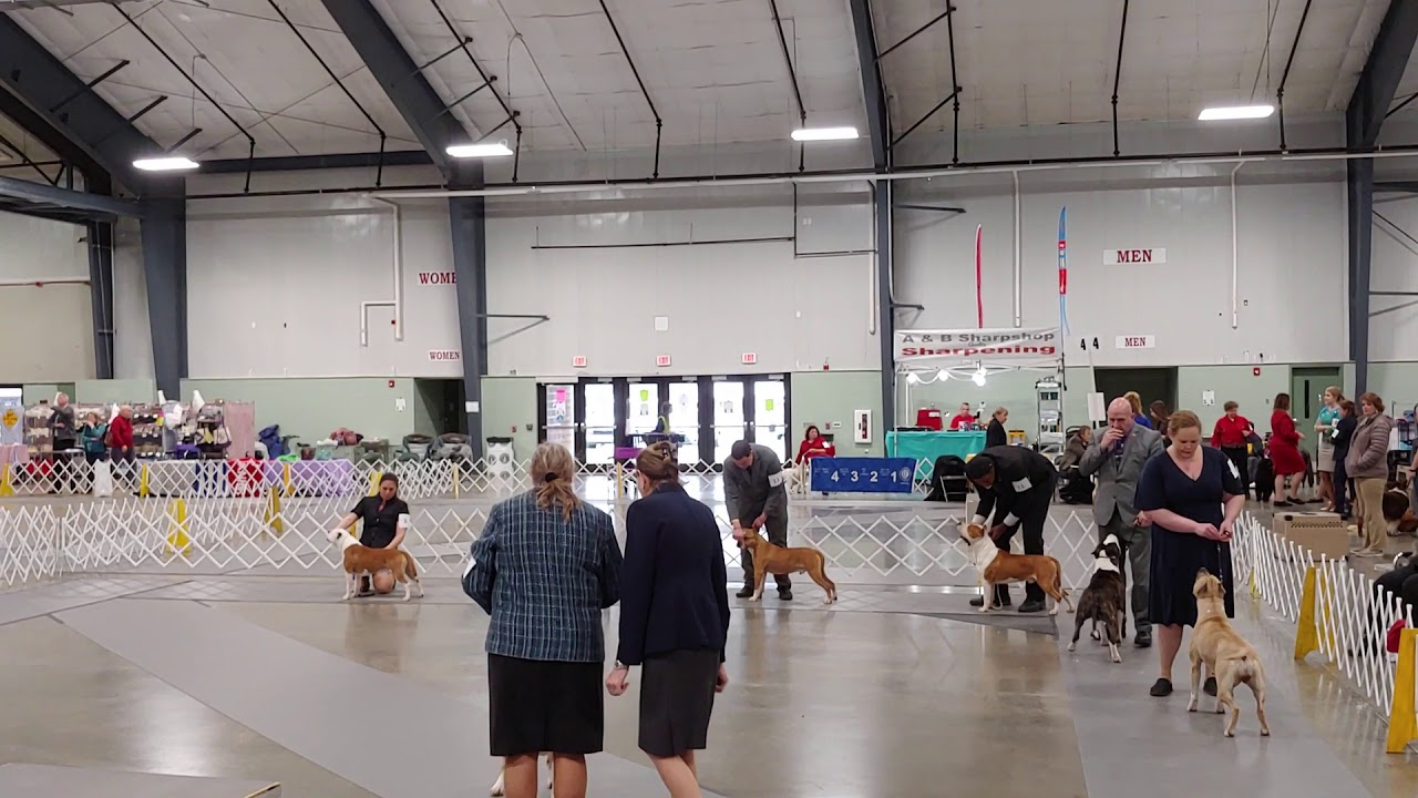Best of breed, Perry Ga, 1/18/20, Amstaffs Part 2 - YouTube