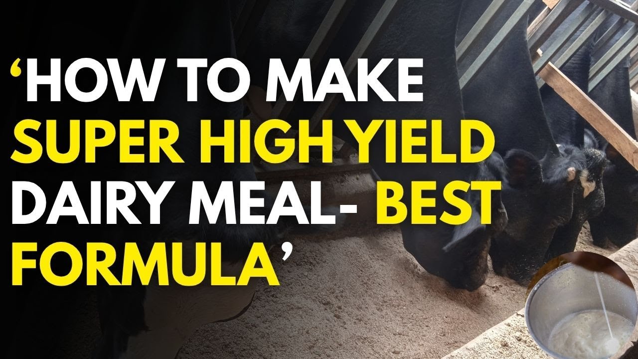 How to make Super High Yield Dairy Meal at Home-Free formula - YouTube