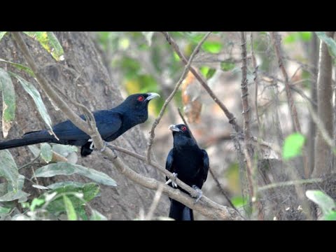 Wake Up to the Melodious Asian Koel | Morning Bird Song for Relaxation ...