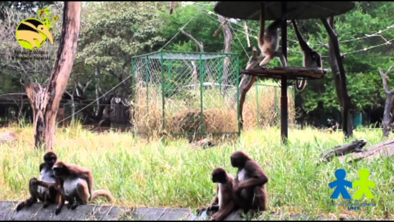 Parque Zoológico y Botánico Bararida - YouTube
