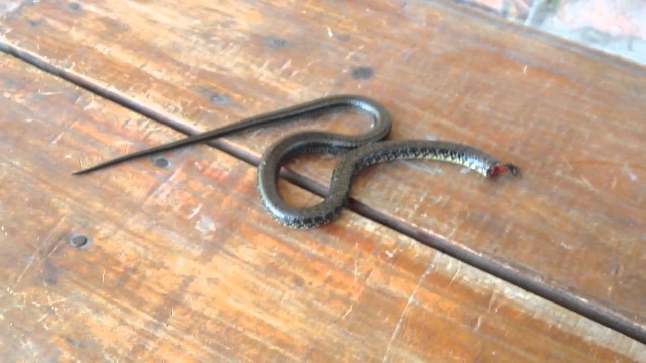 Decapitated snake moving - YouTube