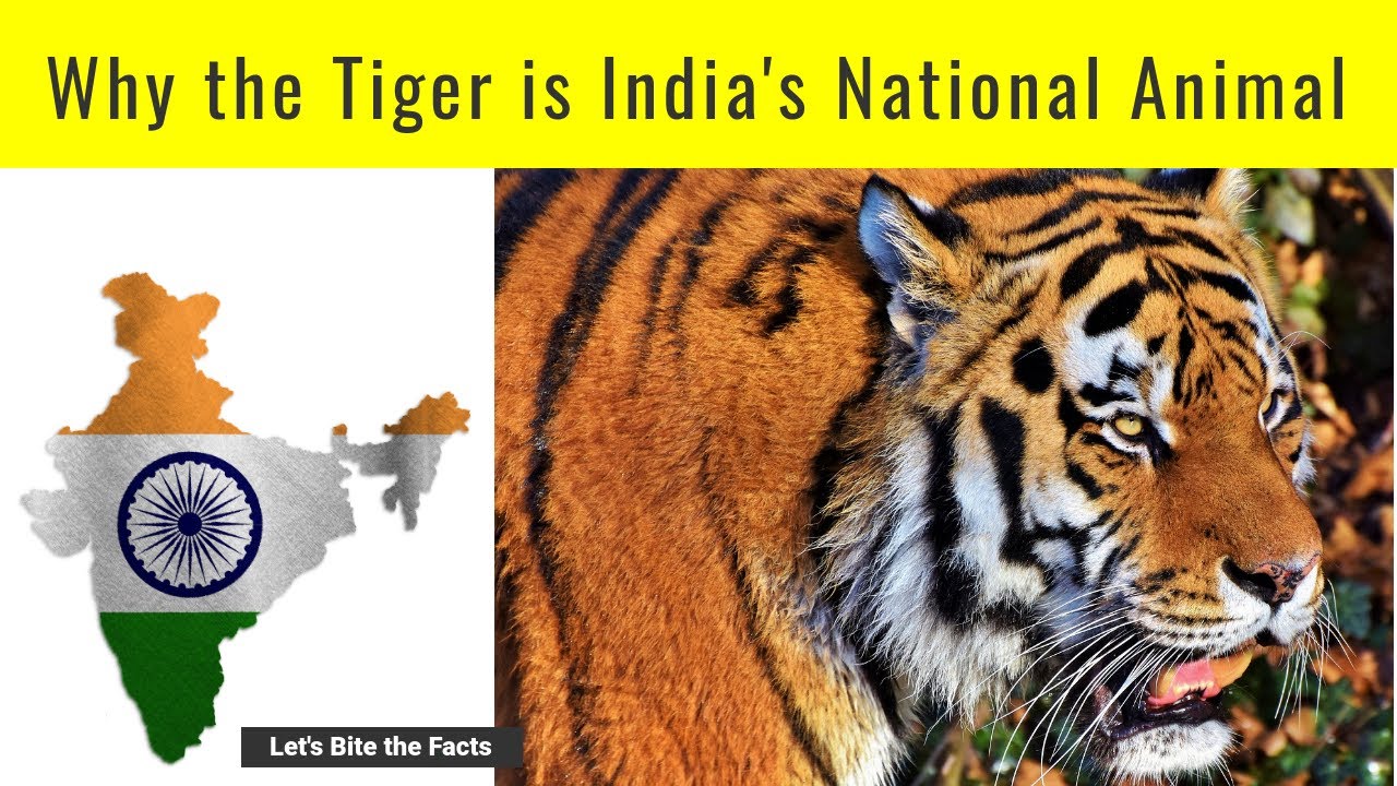 Roaring Pride: Why the Tiger is India's National Animal | Let's Bite ...